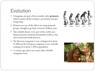 Orangutans_Mason | PPT