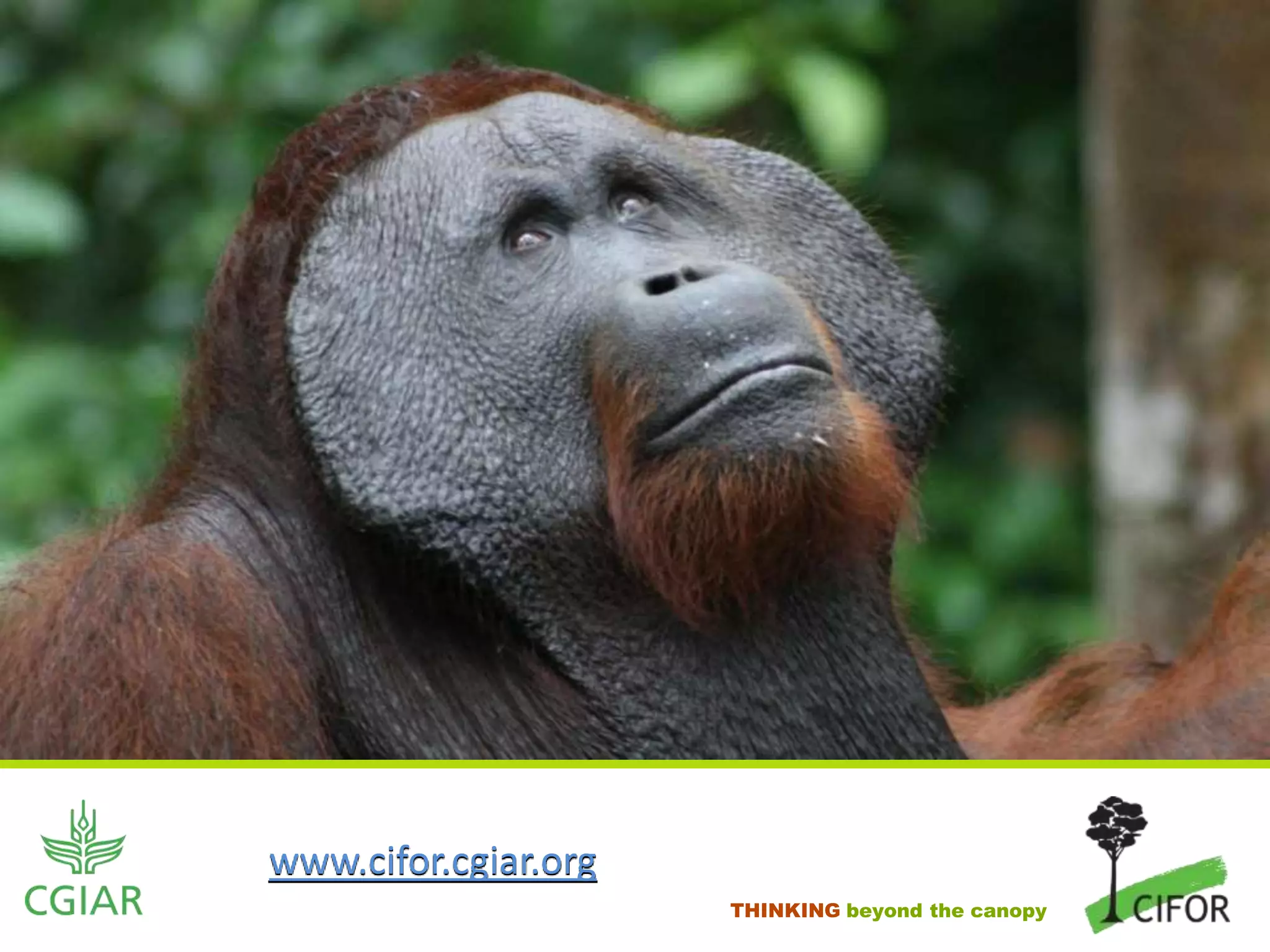 Linking great apes and poverty: the case of orangutans in Asia | PPT