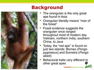 Linking great apes and poverty: the case of orangutans in Asia | PPT