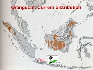 Linking great apes and poverty: the case of orangutans in Asia | PPT