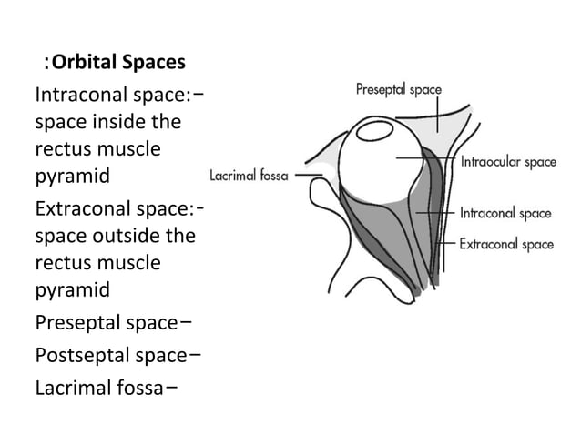 Diagnostic Imaging of Orbital Lesions | PPT