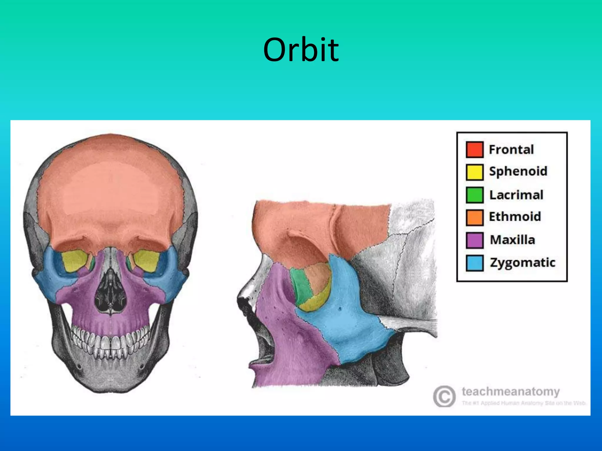 Orbit Anatomy | PPTX