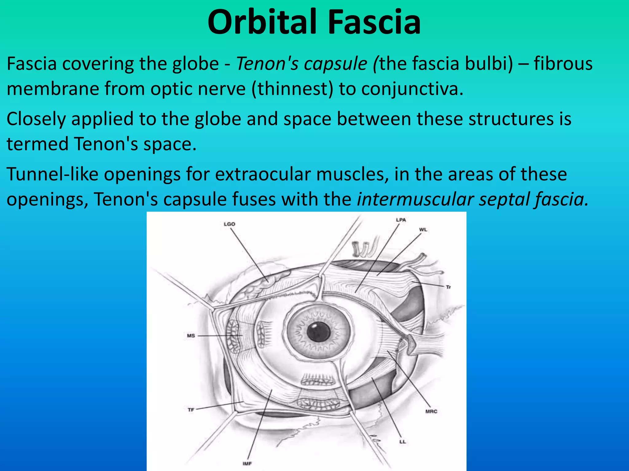 Orbit Anatomy | PPTX