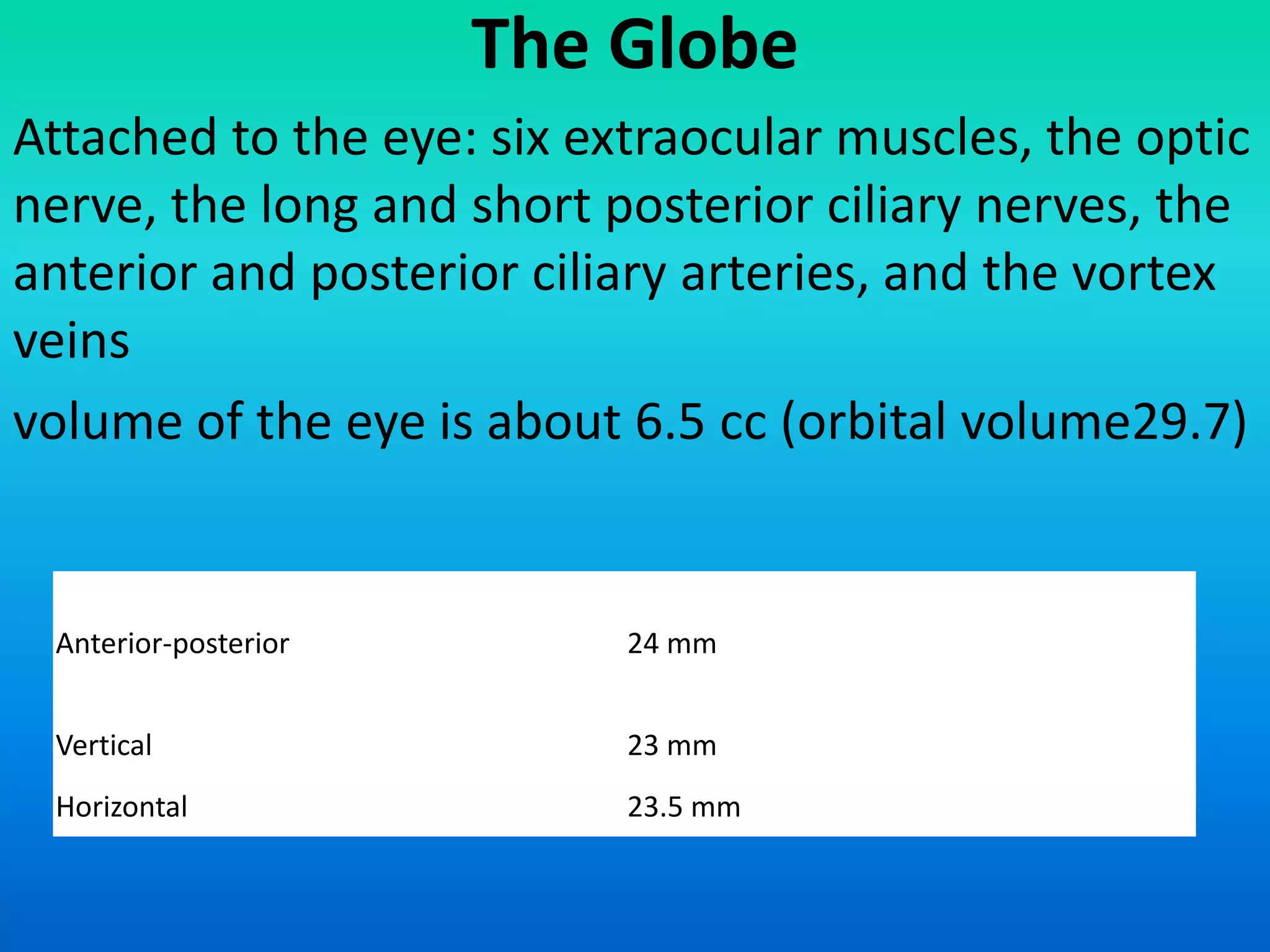 Orbit Anatomy | PPTX