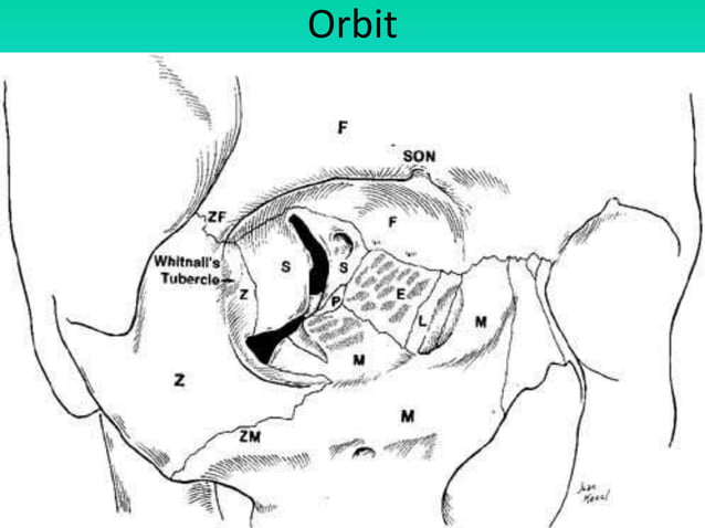 Orbit Anatomy | PPT