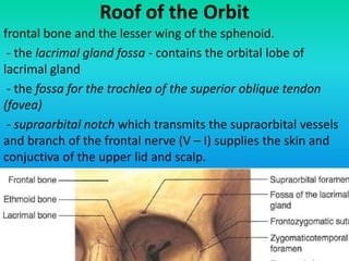 Orbit Anatomy | PPTX