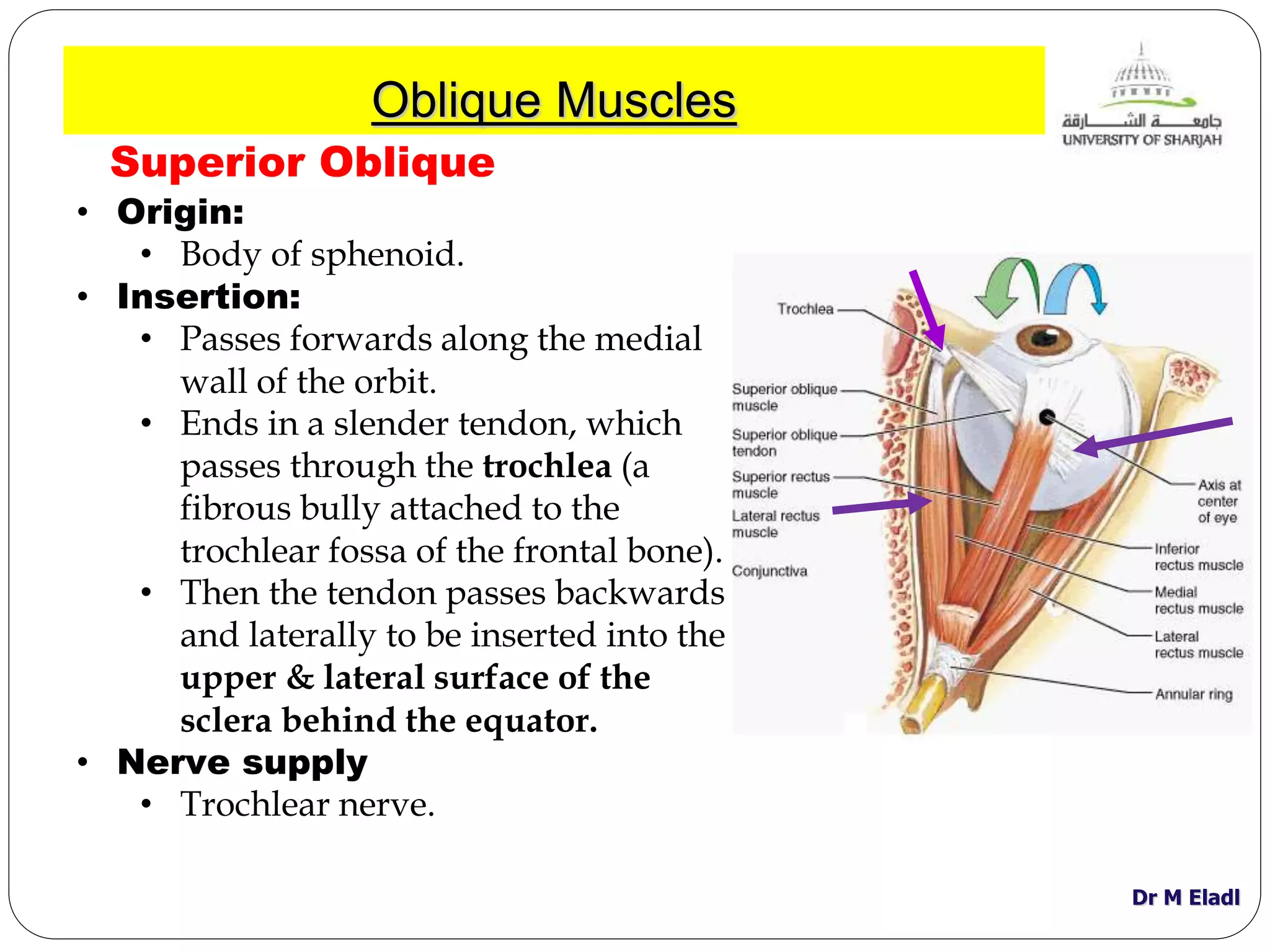 Anatomy of the Orbit | PPSX