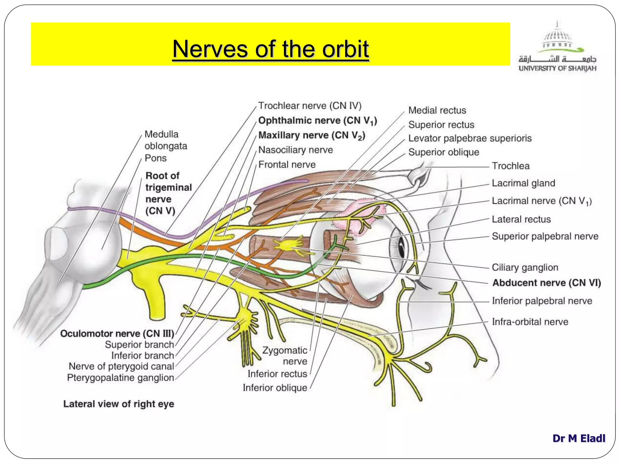 Anatomy of the Orbit | PPSX