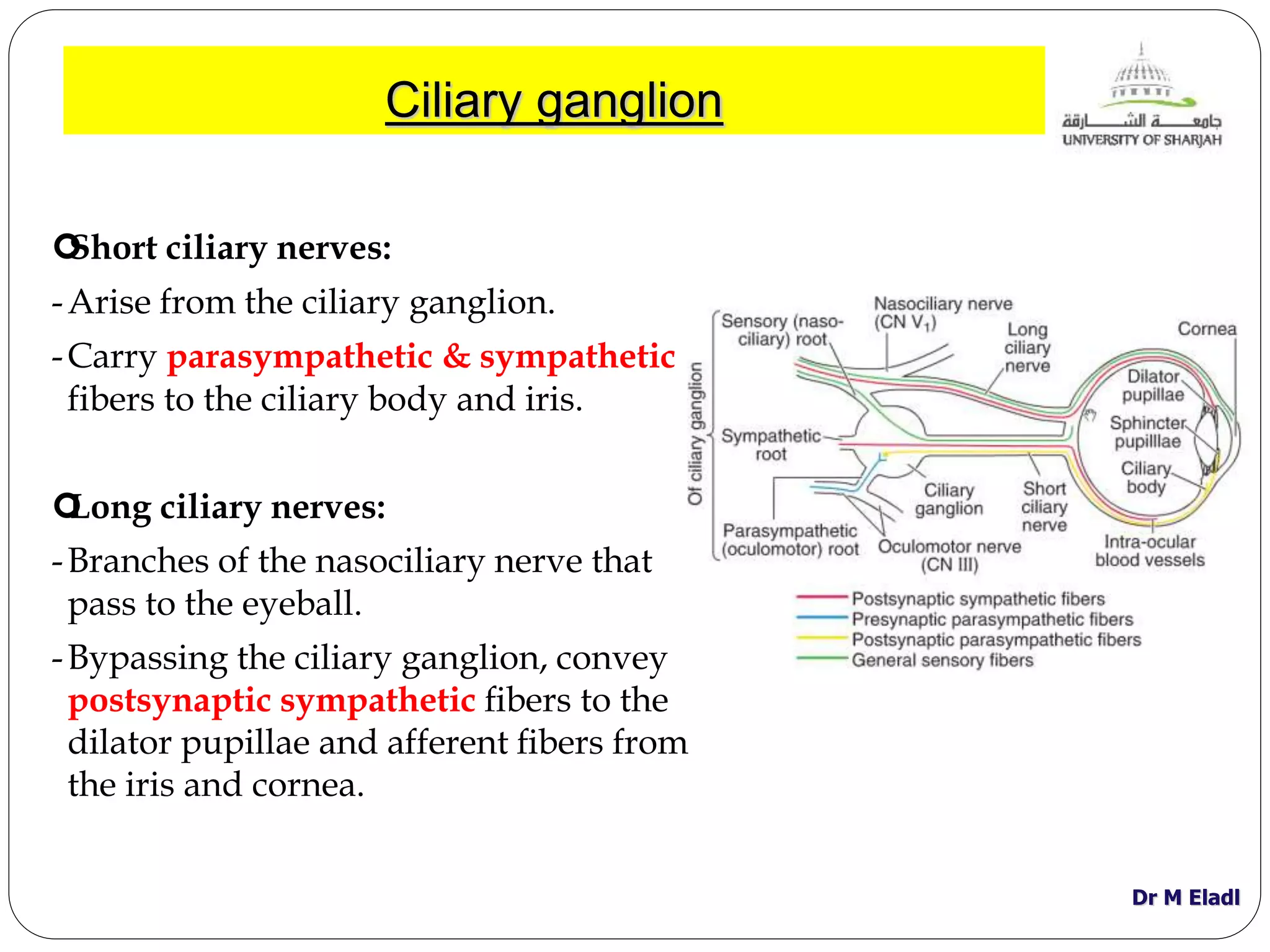 Anatomy of the Orbit | PPSX