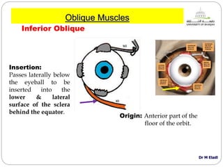 Anatomy of the Orbit | PPSX