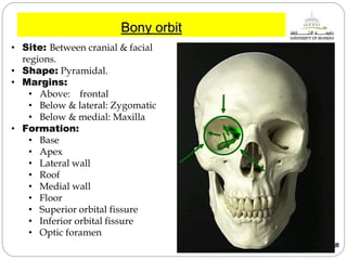 Anatomy of the Orbit | PPSX
