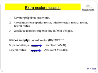 Anatomy of the Orbit | PPSX