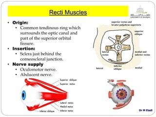 Anatomy of the Orbit | PPSX