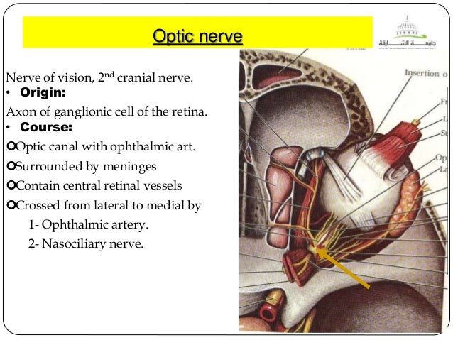Anatomy of the Orbit