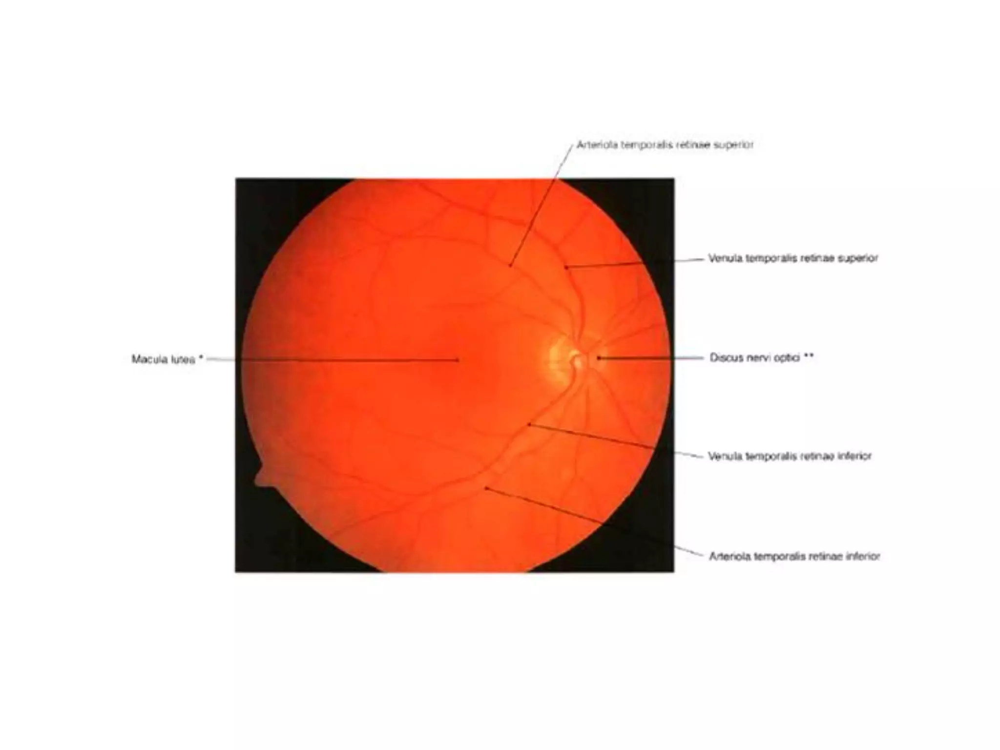 Visual Apparatus | PDF | Eye and Vision Conditions | Diseases and ...