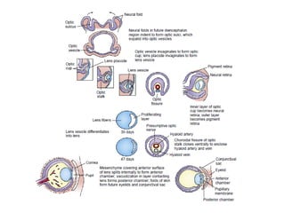 Visual Apparatus | PDF
