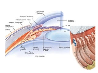 Visual Apparatus | PDF