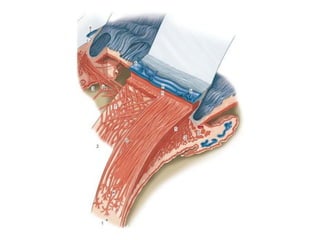 Visual Apparatus | PDF