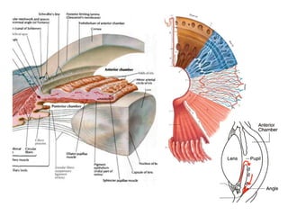 Visual Apparatus | PDF