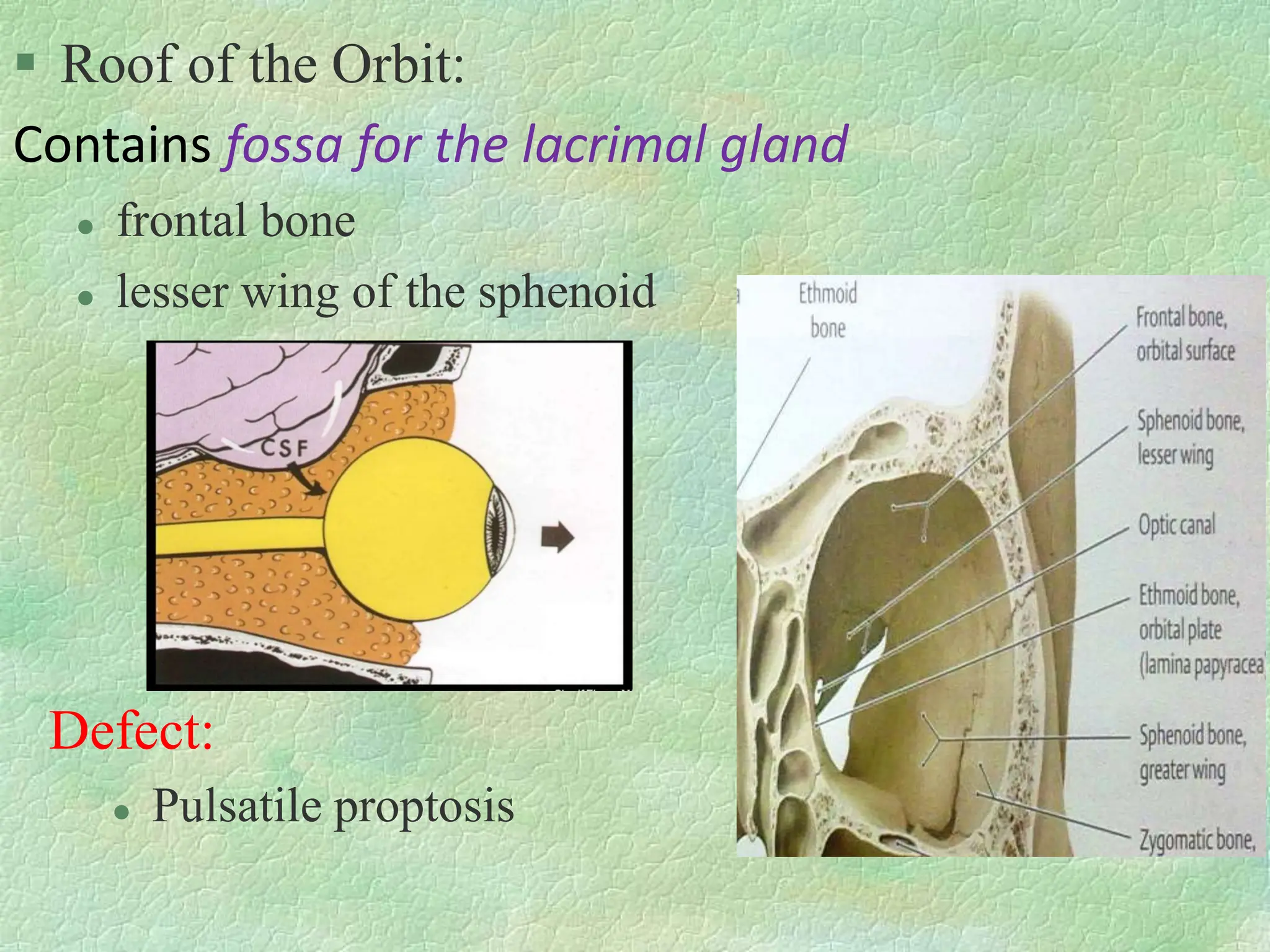Orbit (anatomy and diseases) for medical students | PPTX
