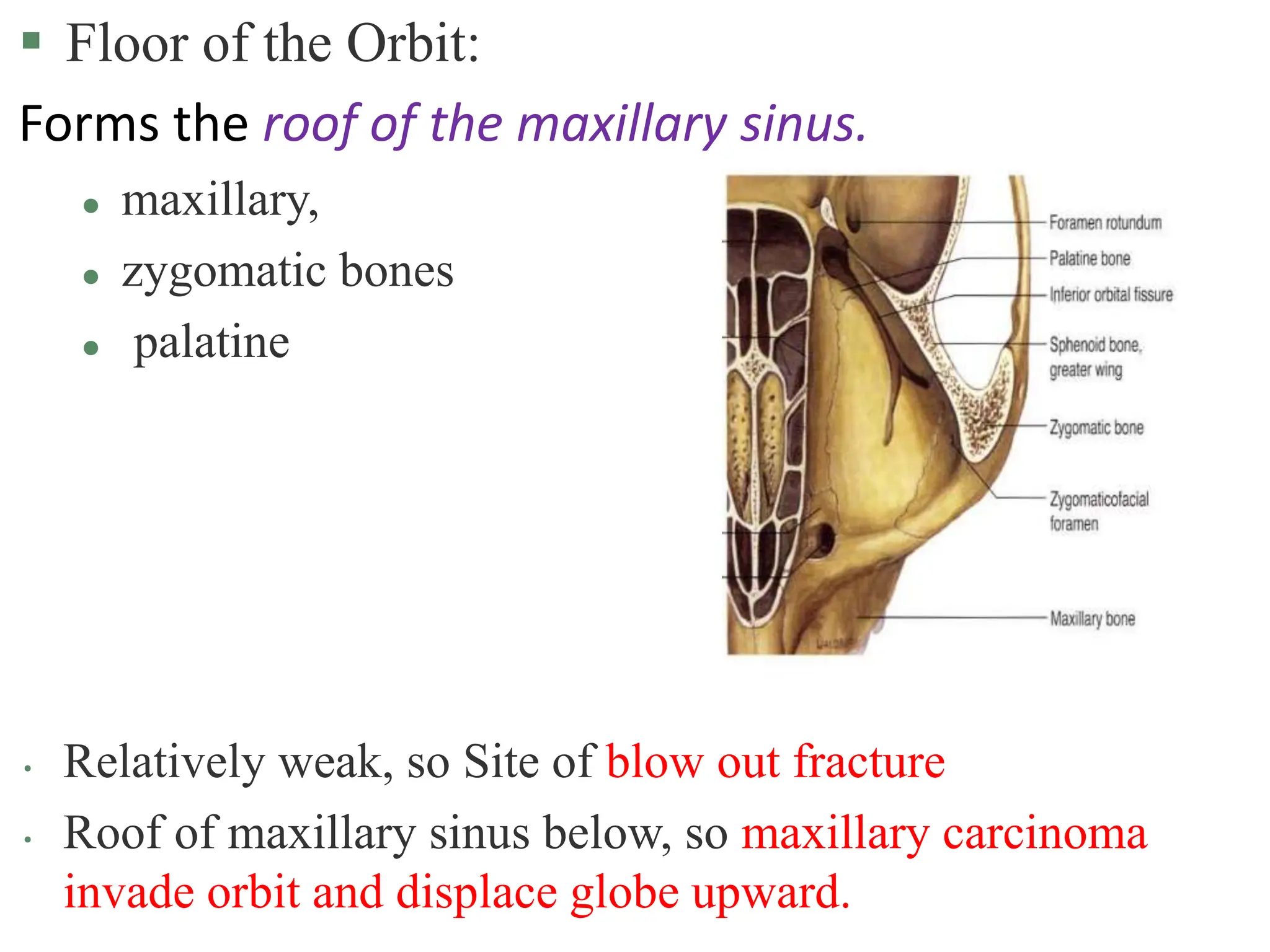 Orbit (anatomy and diseases) for medical students | PPTX