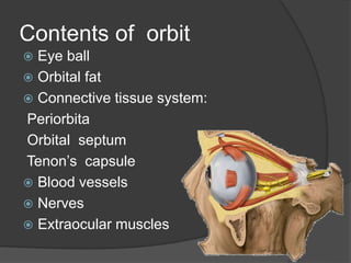 Orbit (anatomy and diseases) for medical students | PPTX