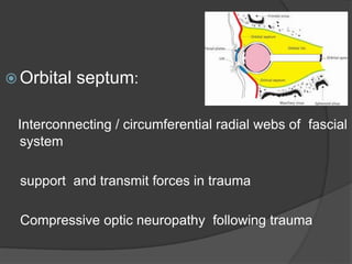 Orbit (anatomy and diseases) for medical students | PPTX