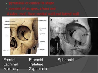 Orbit (anatomy and diseases) for medical students | PPTX