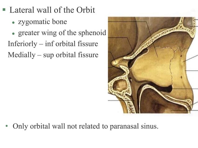 Orbit (anatomy and diseases) for medical students | PPTX