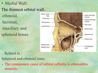 Orbit (anatomy and diseases) for medical students | PPTX
