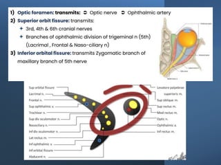 Orbit (anatomy and diseases) for medical students | PPTX