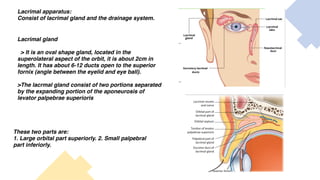 Orbit presentation for medicine college the second stage | PDF