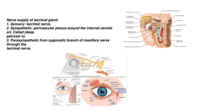 Orbit presentation for medicine college the second stage | PDF