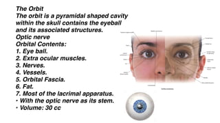 Orbit presentation for medicine college the second stage | PDF