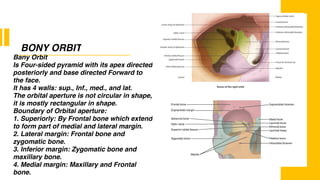 Orbit presentation for medicine college the second stage | PDF