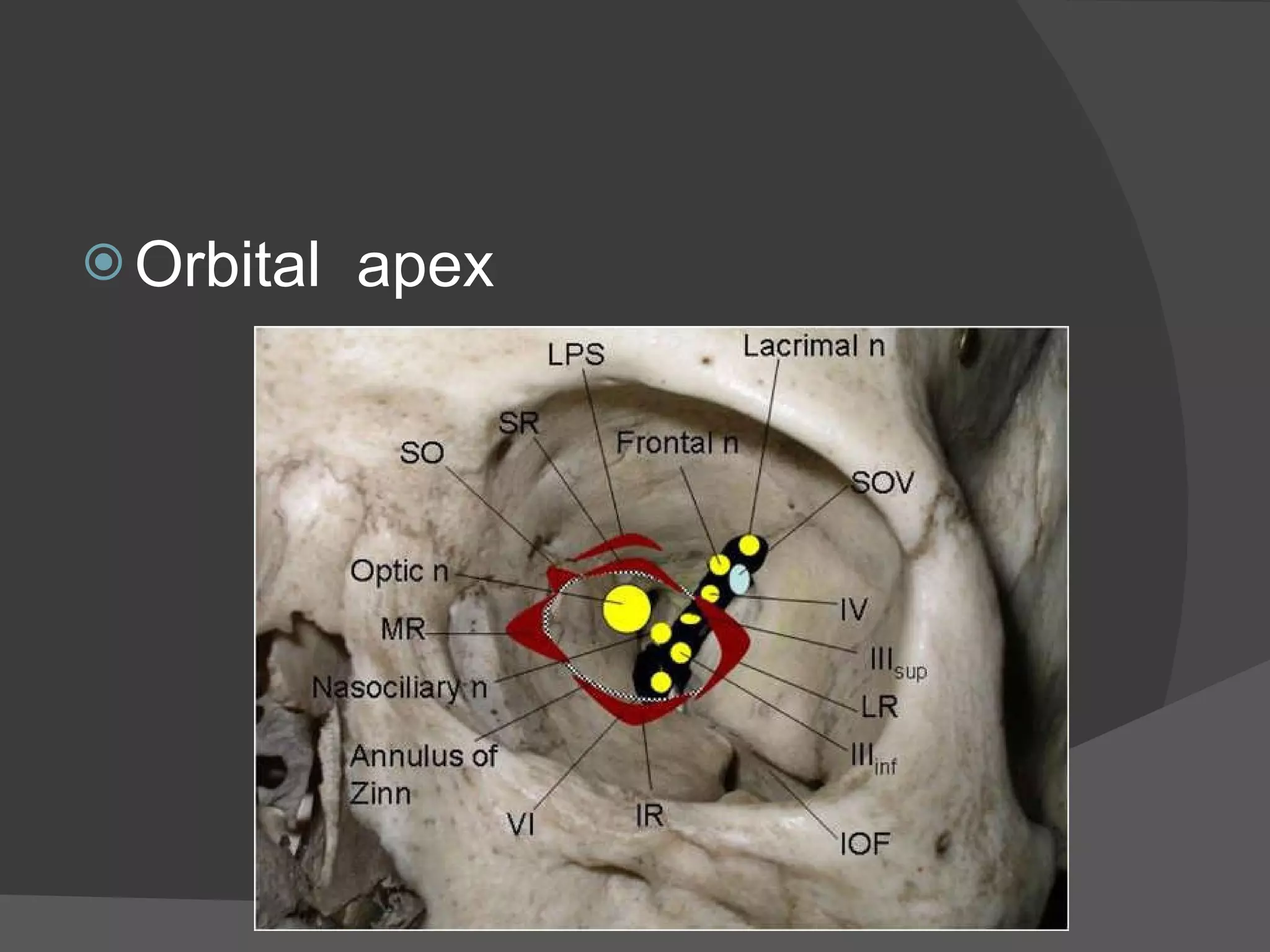 Orbit anatomy | PPT