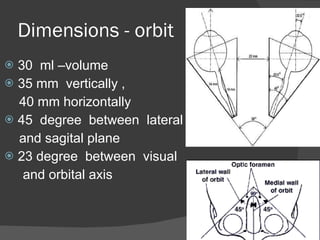 Orbit anatomy | PPT