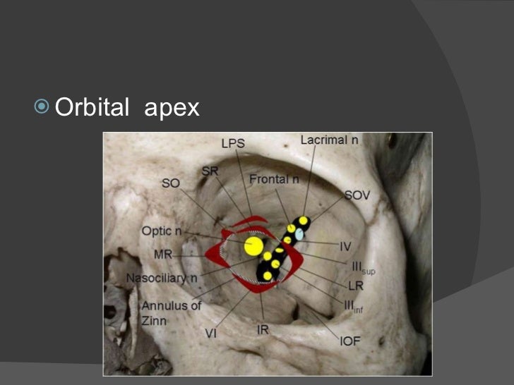 Orbit Anatomy Wikidoc