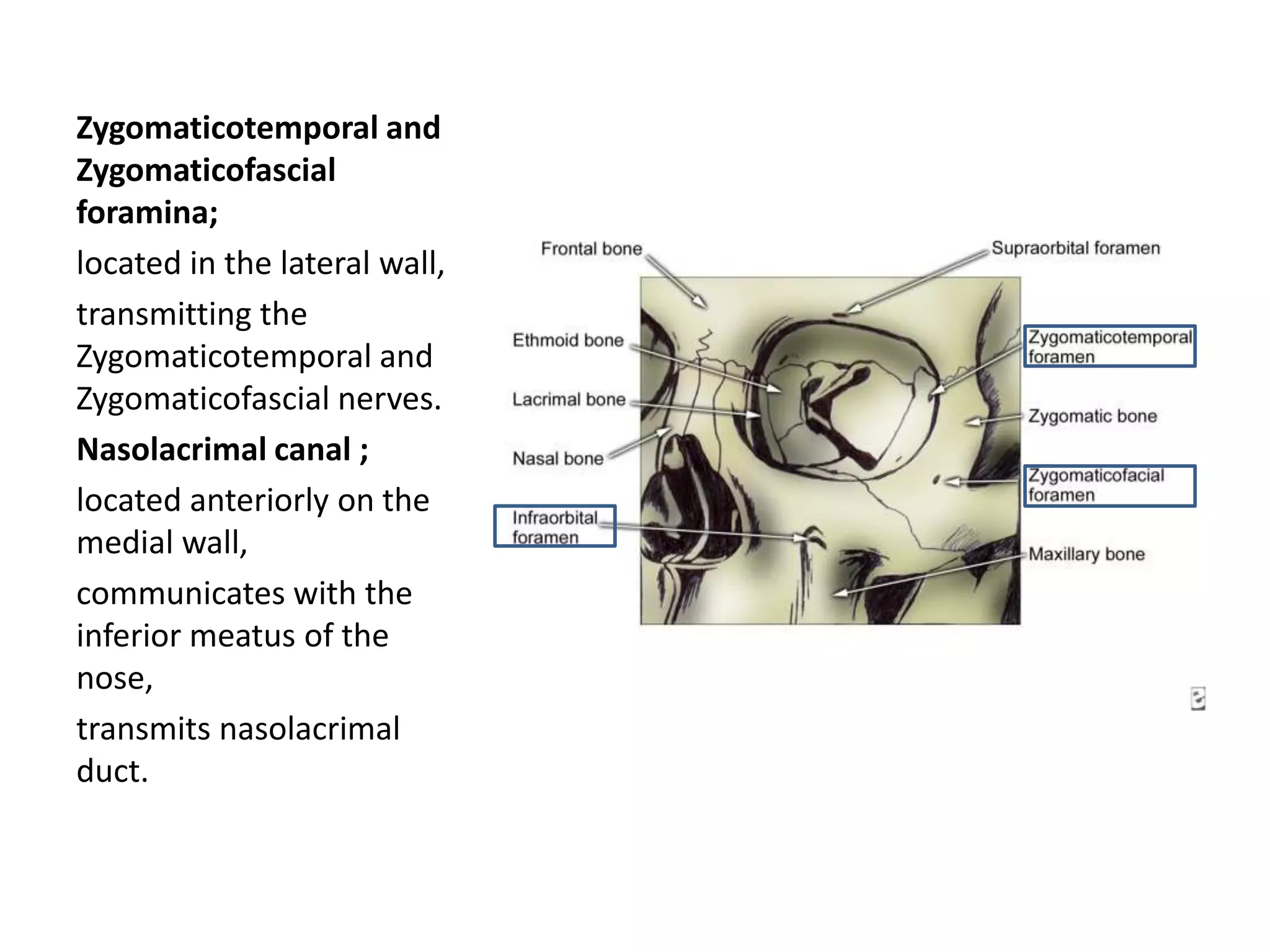 Orbit. anatomy power point presentation | PPTX
