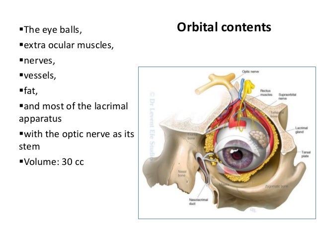 Orbit. anatomy power point presentation