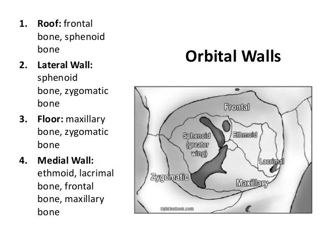 Orbit. anatomy power point presentation
