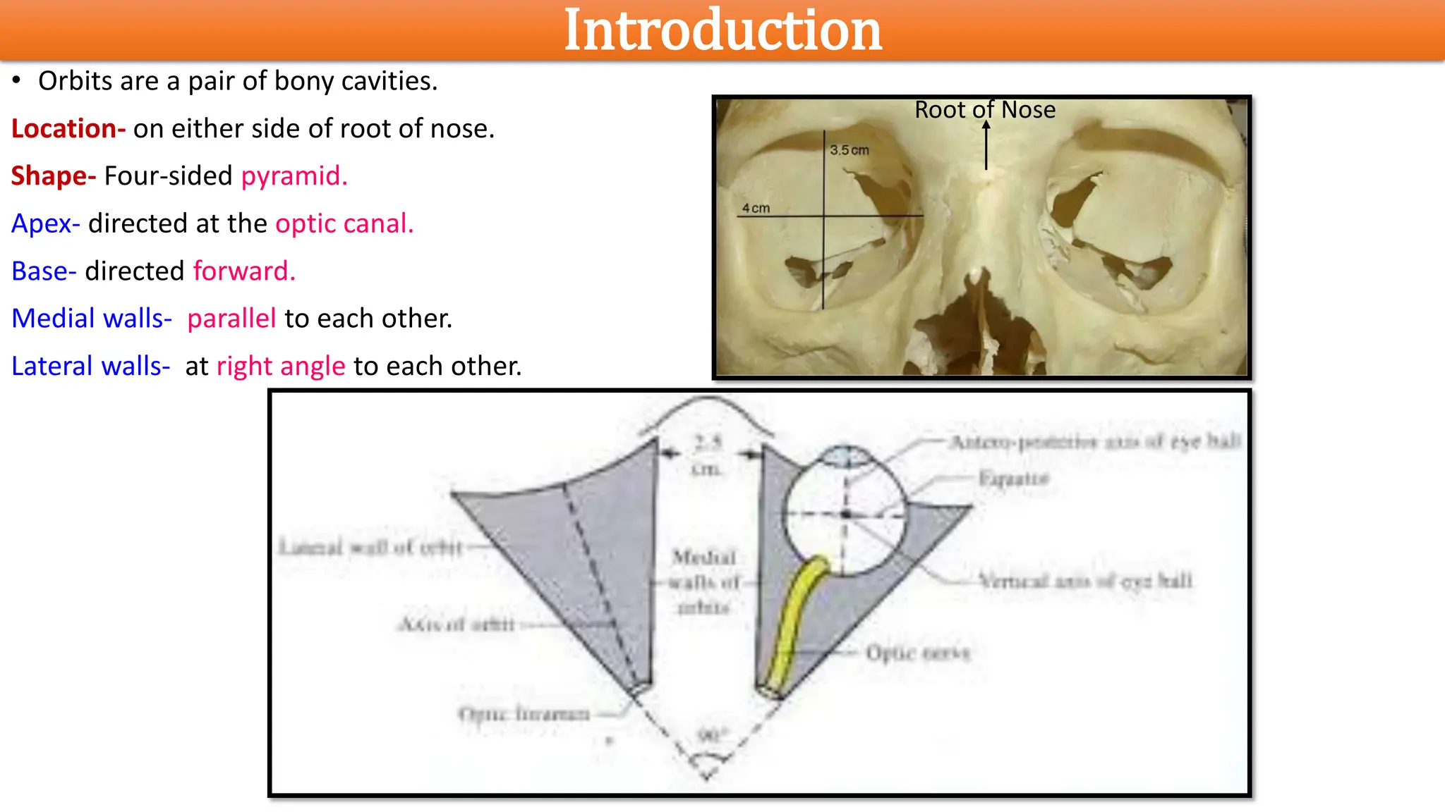 ORBIT-I complete anatomy and muscle attached | PDF