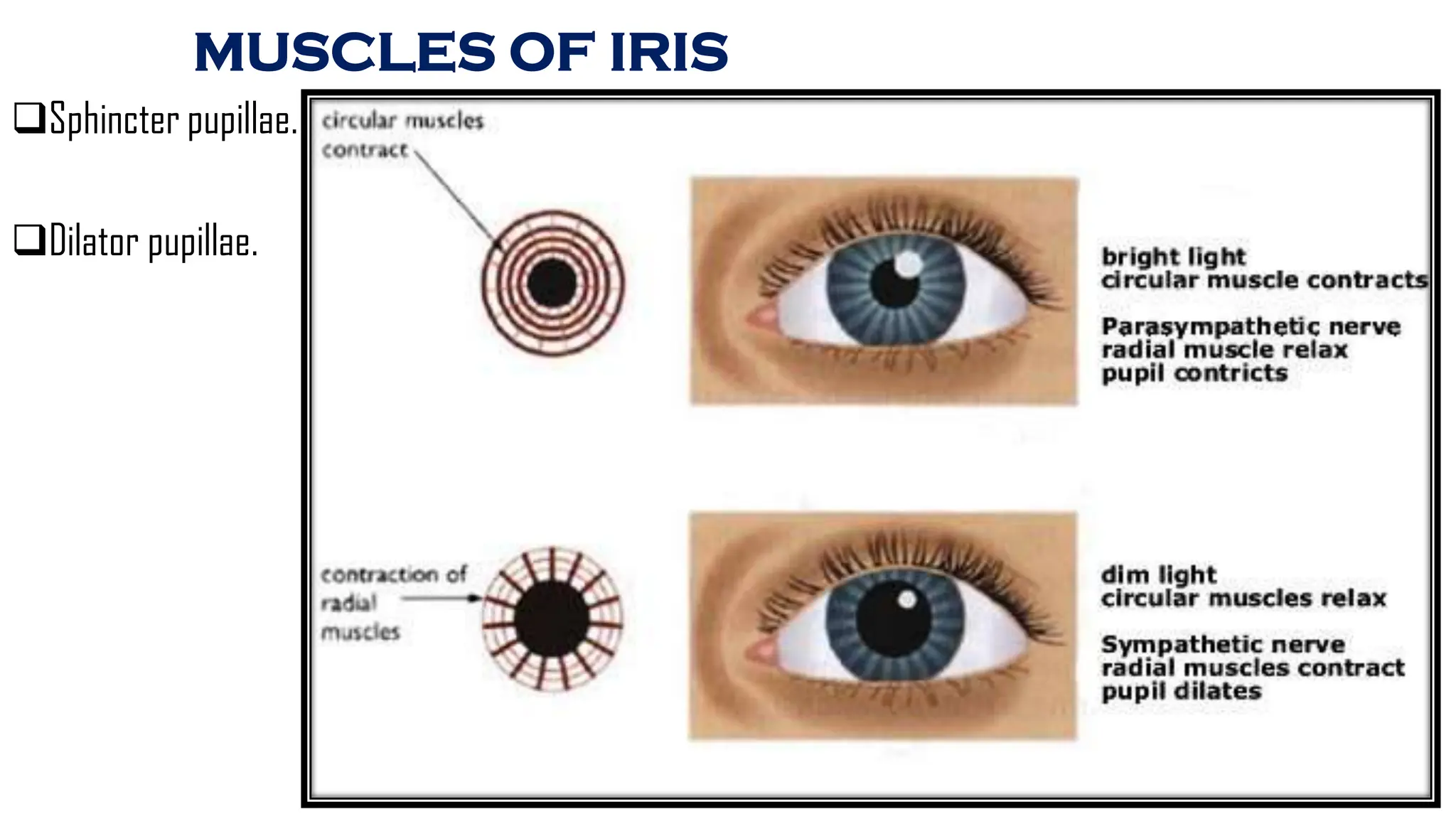 ORBIT-I complete anatomy and muscle attached | PDF