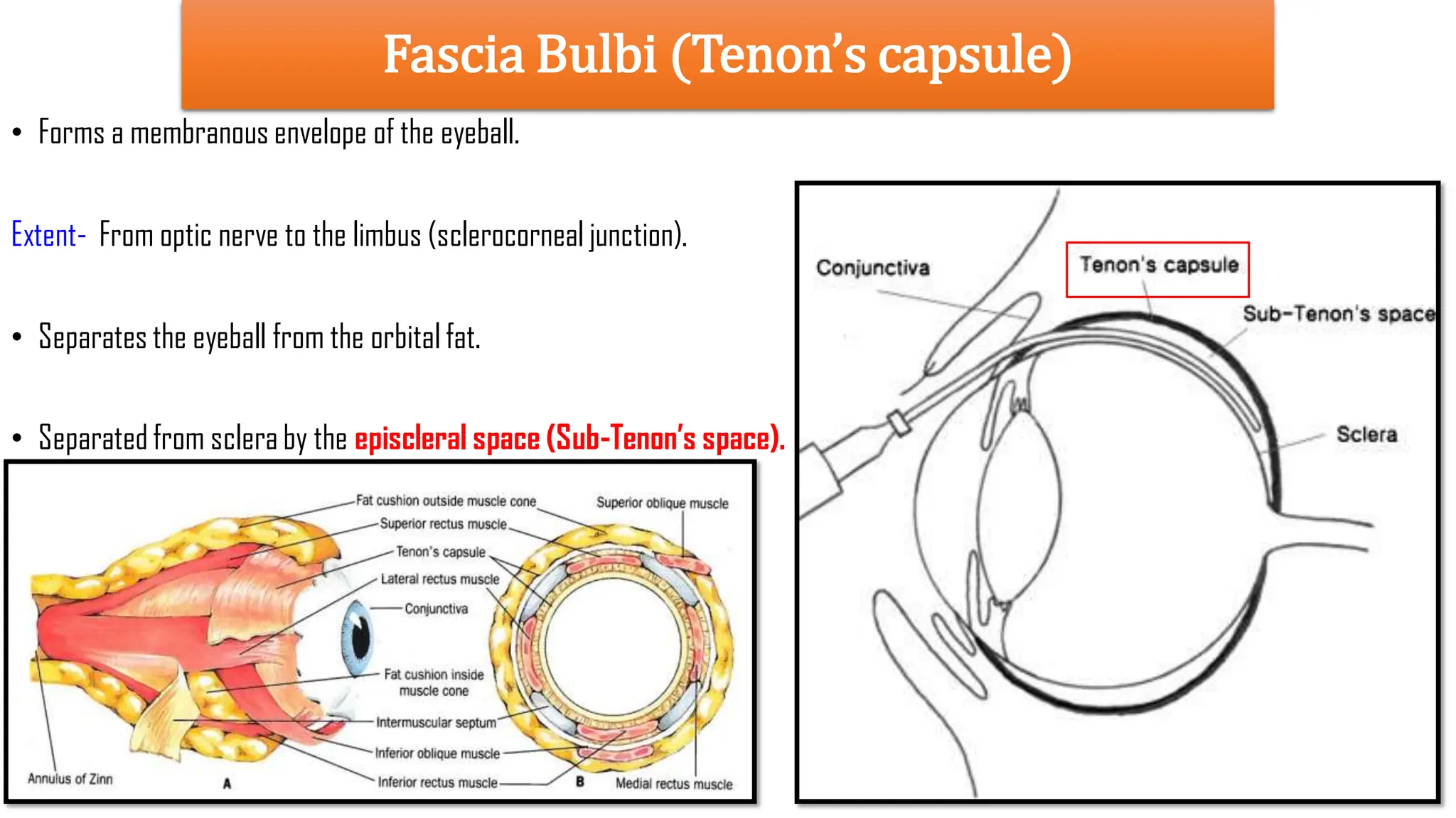 ORBIT-I complete anatomy and muscle attached | PDF