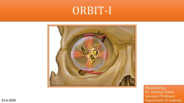 ORBIT-I complete anatomy and muscle attached | PDF