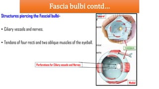 ORBIT-I complete anatomy and muscle attached | PDF