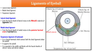 ORBIT-I complete anatomy and muscle attached | PDF