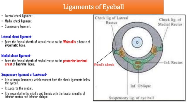 ORBIT-I complete anatomy and muscle attached | PDF