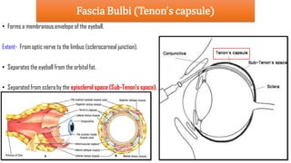 ORBIT-I complete anatomy and muscle attached | PDF