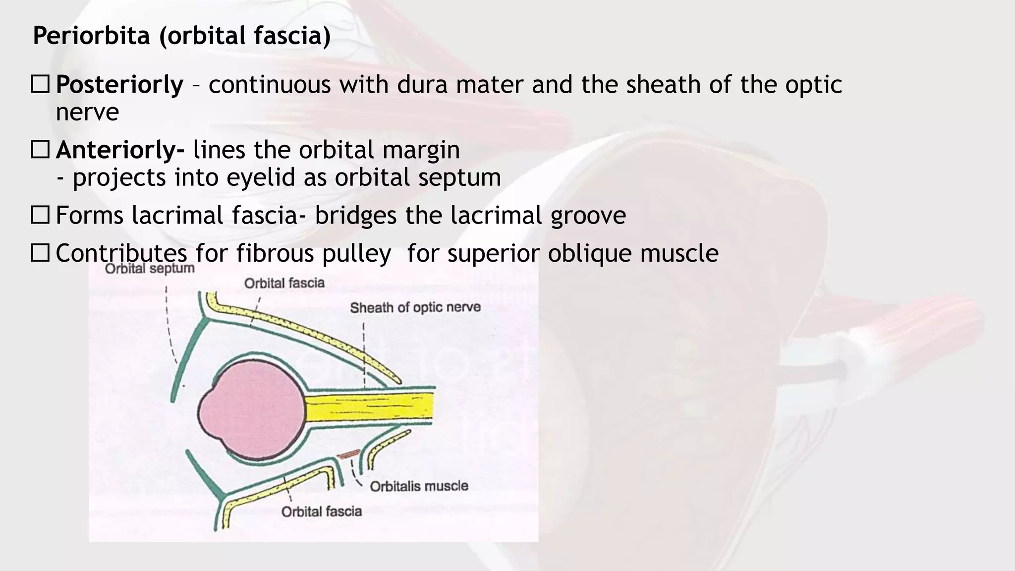 Anatomy of Orbit | PPTX